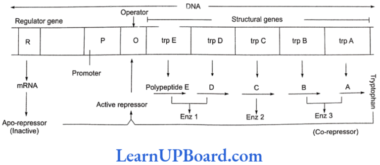 NEET Biology Notes – Molecular Basis Of Inheritance – Learn UP Board