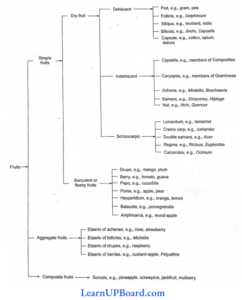 NEET Biology Morphology Of Flowering Plants Notes – Learn UP Board