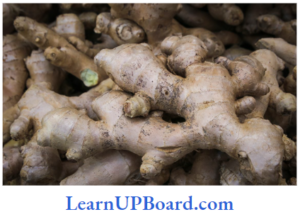 NEET Biology Morphology Of Flowering Plants Notes – Learn UP Board