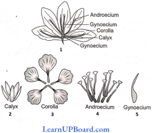 NEET Biology Morphology Of Flowering Plants Notes – Learn UP Board