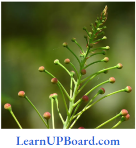 NEET Biology Morphology Of Flowering Plants Notes – Learn UP Board