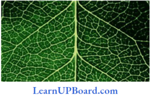 NEET Biology Morphology Of Flowering Plants Notes – Learn UP Board
