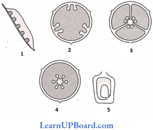 NEET Biology Morphology Of Flowering Plants Notes – Learn UP Board