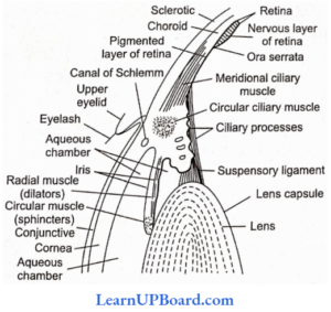 NEET Biology Notes – Neural Control And Coordination Introduction ...