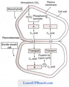 NEET Biology Multiple Choice Questions – Photosynthesis In Higher ...