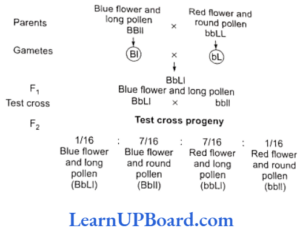 NEET Biology Principles Of Inheritance And Variation Notes – Learn UP Board