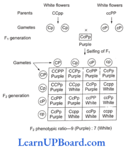 NEET Biology Principles Of Inheritance And Variation Notes – Learn UP Board