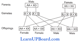 NEET Biology Principles Of Inheritance And Variation Notes – Learn UP Board