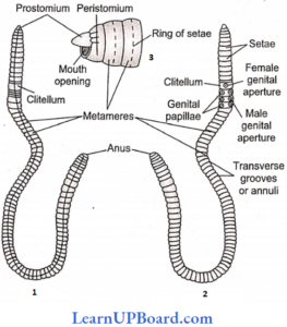 NEET Biology Notes – Structural Organization In Animals – Learn UP Board