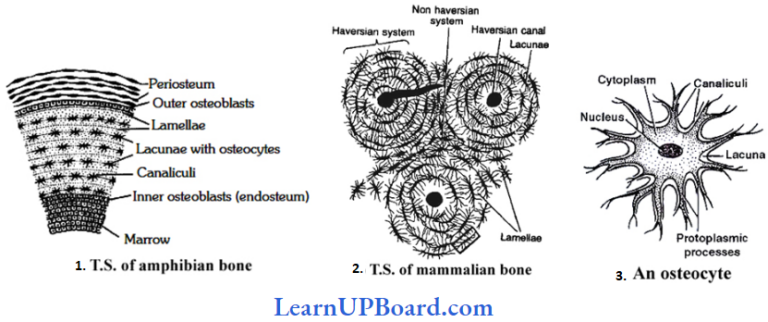 NEET Biology Notes – Structural Organization In Animals – Learn UP Board