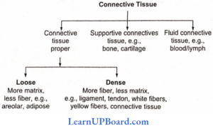 NEET Biology Notes – Structural Organization In Animals – Learn UP Board