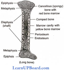 NEET Biology Notes – Structural Organization In Animals – Learn UP Board