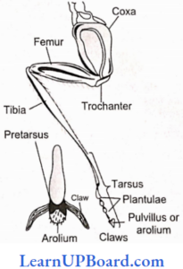 NEET Biology Notes – Structural Organization In Animals – Learn UP Board
