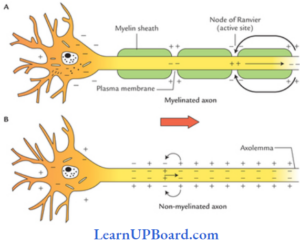 NEET Biology Notes – Structural Organization In Animals – Learn UP Board
