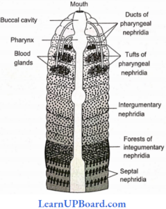 NEET Biology Notes – Structural Organization In Animals – Learn UP Board