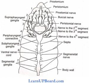 NEET Biology Notes – Structural Organization In Animals – Learn UP Board