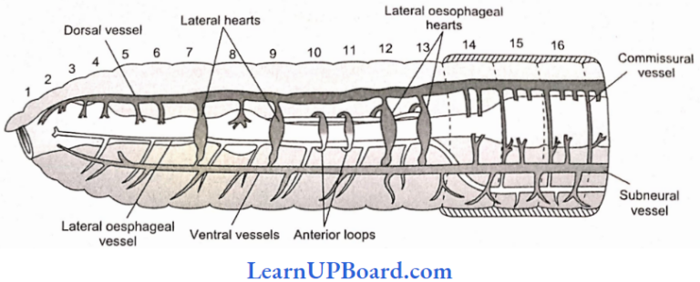 NEET Biology Notes – Structural Organization In Animals – Learn UP Board
