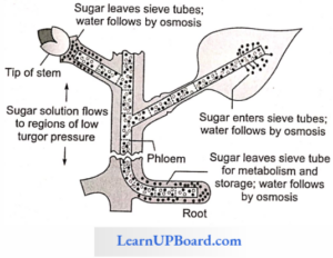 NEET Biology Notes – Transport In Plant – Learn UP Board