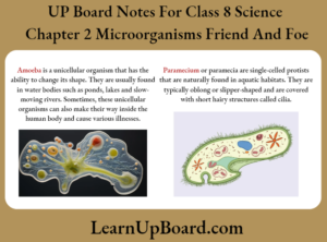 UP Board Notes for Class 8 Science Chapter 2 Microorganisms: Friend and ...