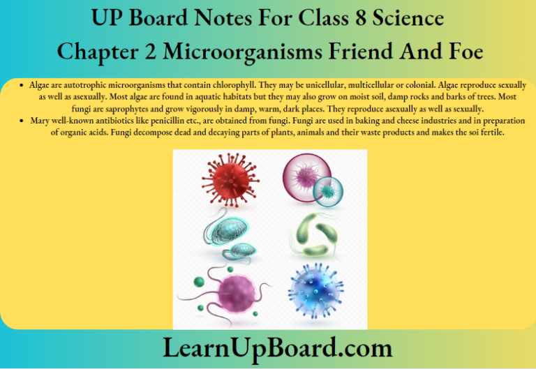 UP Board Notes for Class 8 Science Chapter 2 Microorganisms: Friend and ...