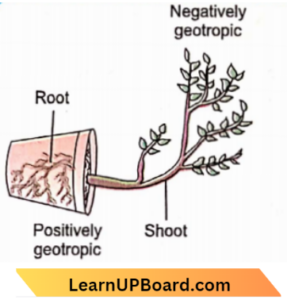 UP Board Class 10 Biology Notes For Coordination In Plants – Learn UP Board
