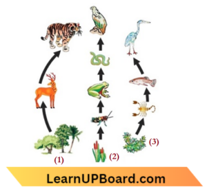Class 10 Biology Notes For Components of Ecosystem – Learn UP Board