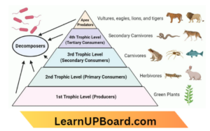 Class 10 Biology Notes For Components of Ecosystem – Learn UP Board