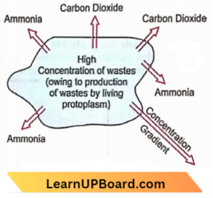 Class 10 Biology Life Process Notes For Excretion – Learn UP Board