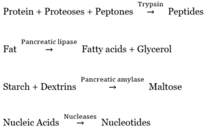 Class 10 Biology Nutrition Notes – Learn UP Board