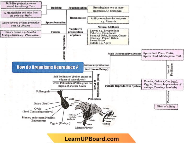 Class 10 Biology How Do Organisms Produce Chapter 3.3 Sexual ...