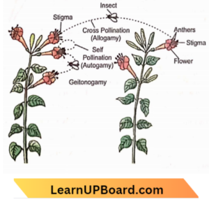 Class 10 Biology How Do Organisms Produce Chapter 3.3 Sexual ...