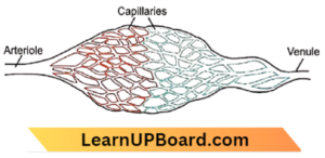 Life Processes Class 10 Biology Transportation Notes – Learn UP Board