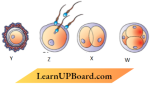 Important Questions for Class 12 Biology Chapter 2 – Human Reproduction ...